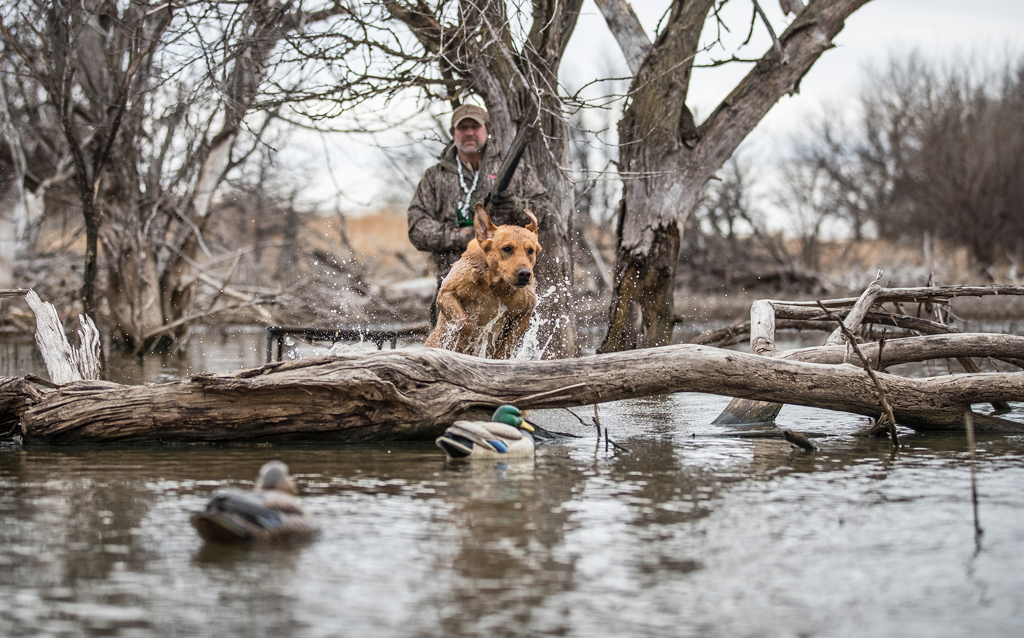 Best Duck Hunting Dogs | Outdoor Life