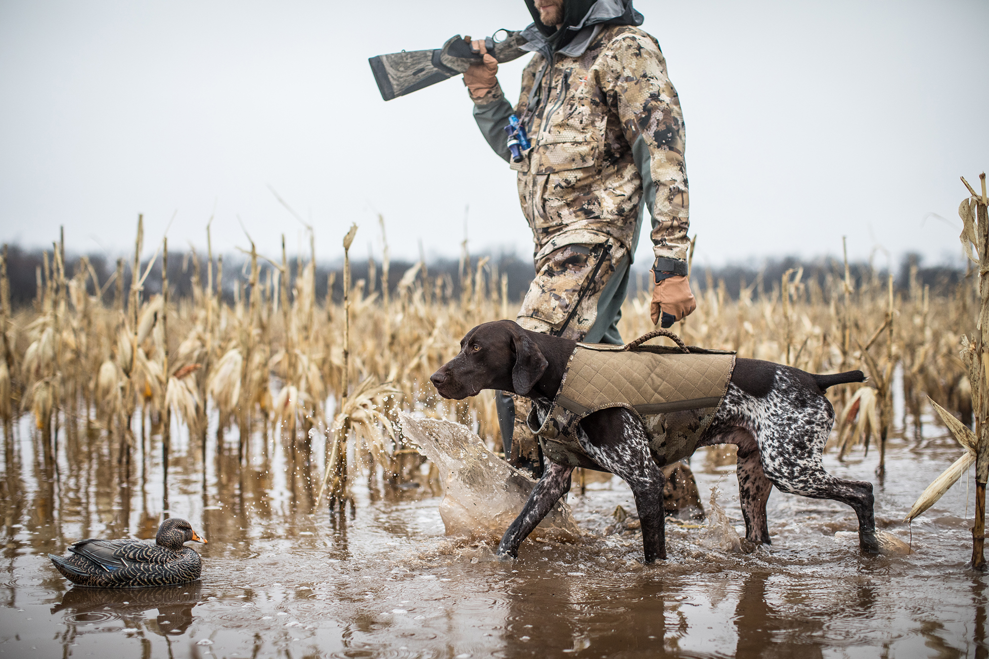 Best Duck Hunting Dogs | Outdoor Life