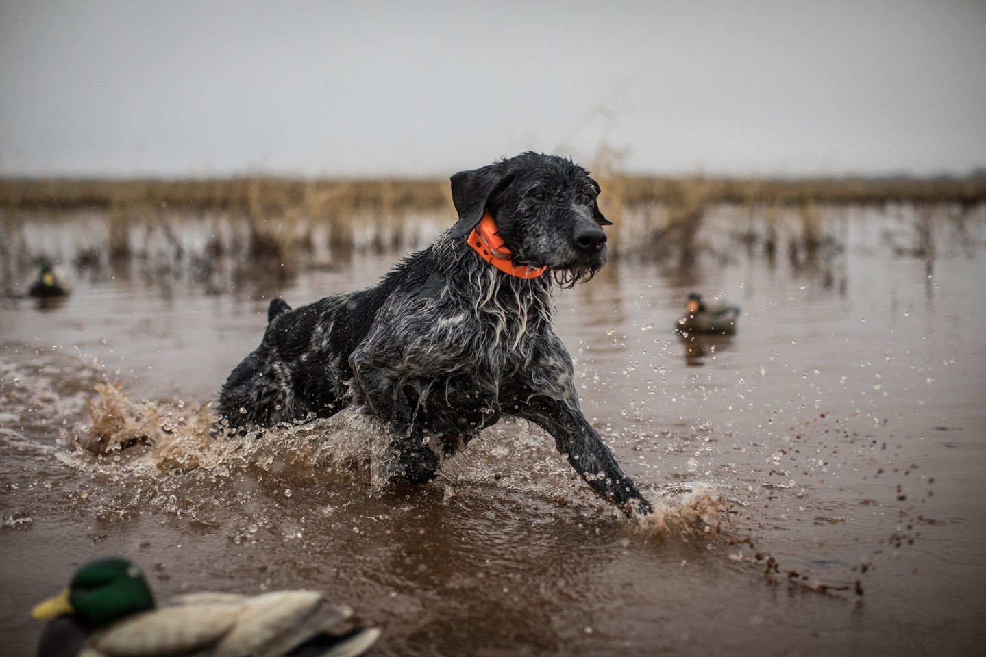 Best Duck Hunting Dogs | Outdoor Life