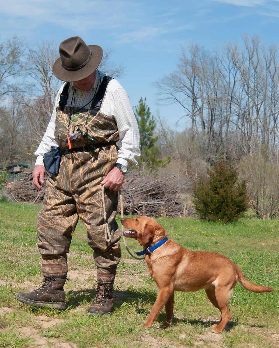 Best Duck Hunting Dogs | Outdoor Life