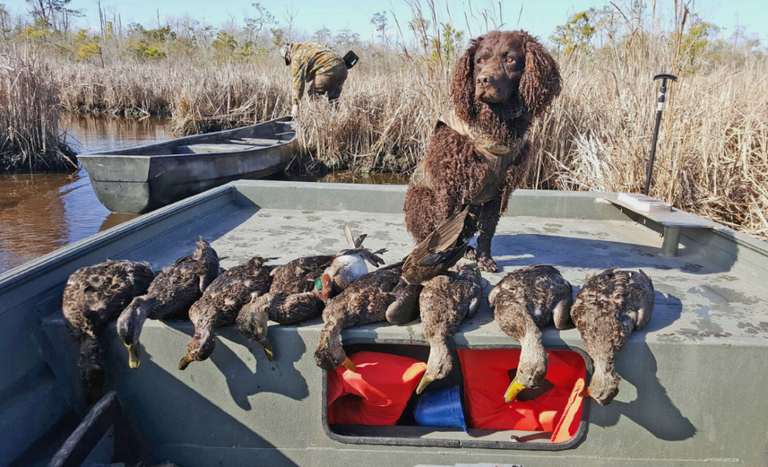 Best Duck Hunting Dogs | Outdoor Life