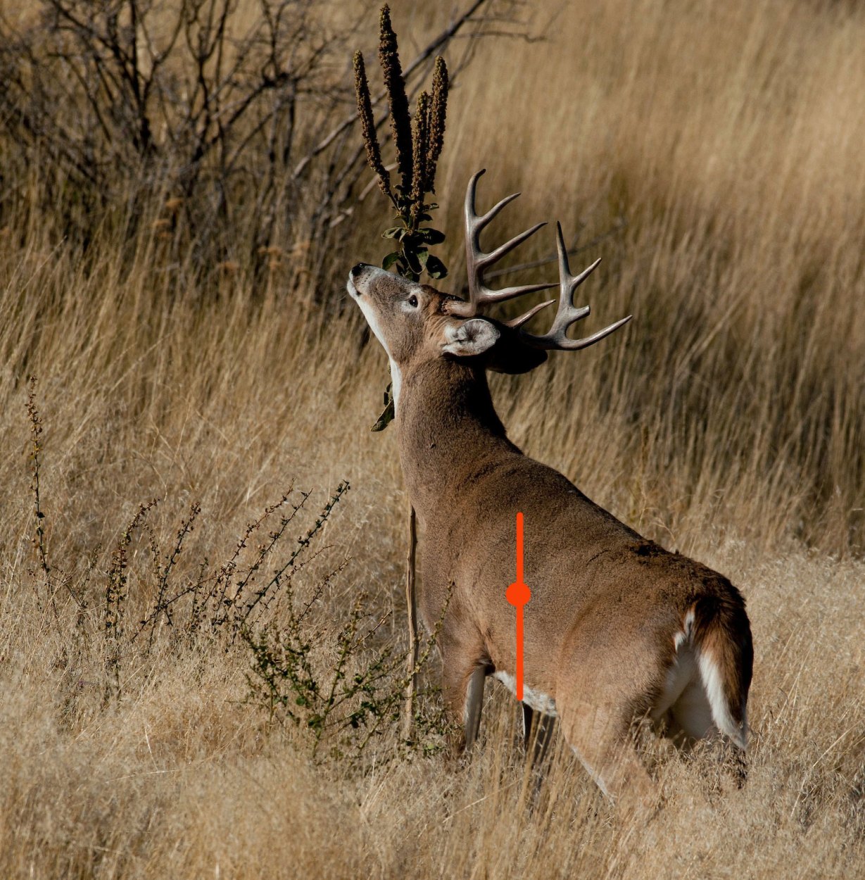Where to Shoot a Deer | Outdoor Life