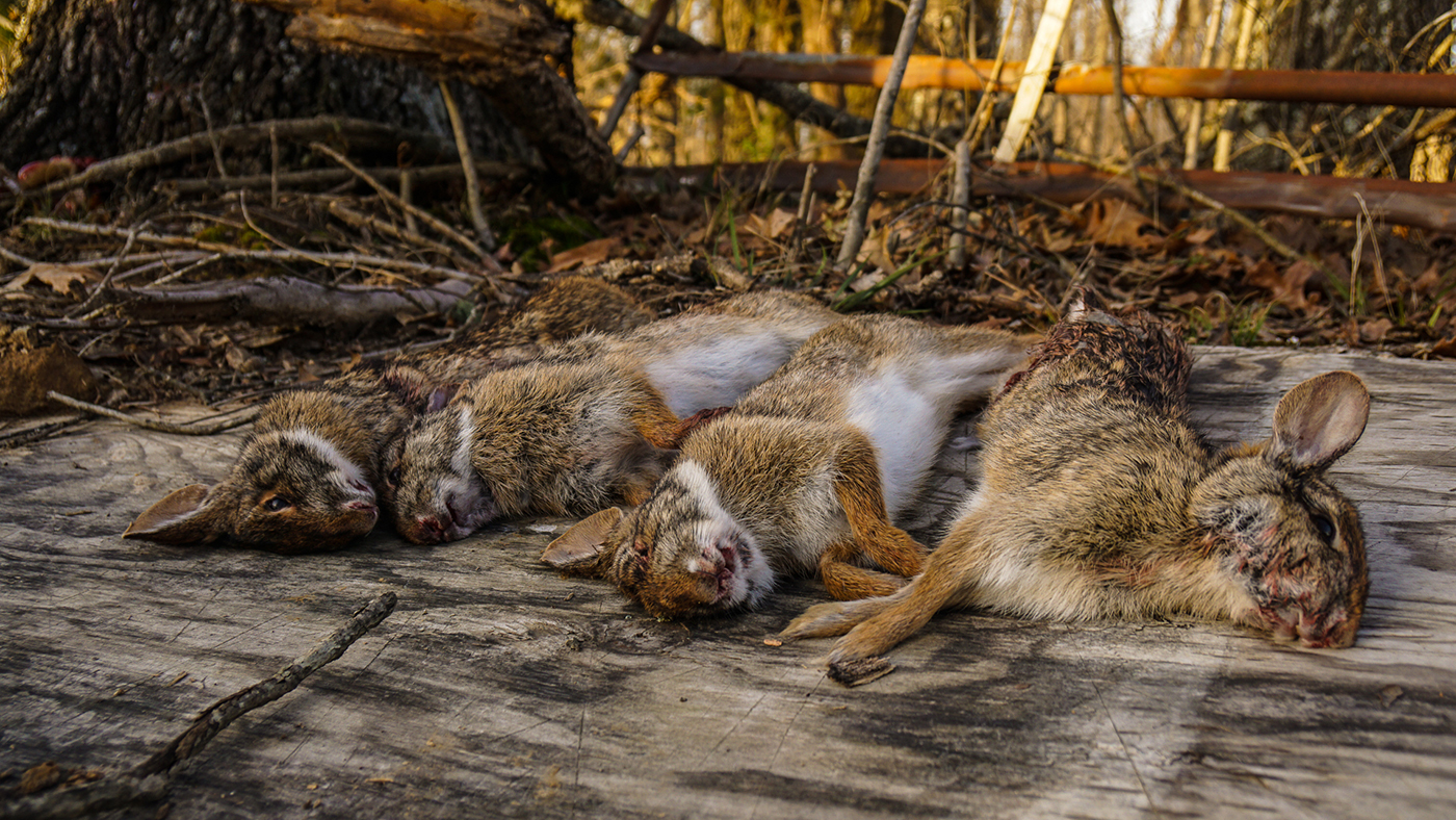 How to Hunt Rabbits | Outdoor Life