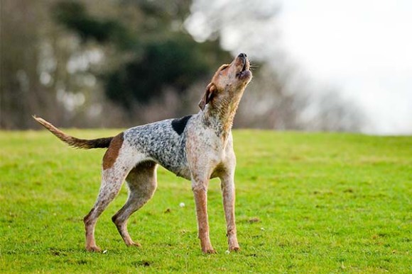 The Best Bear Hunting Dogs | Outdoor Life