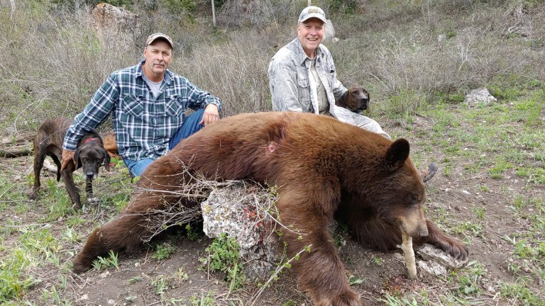 The Best Bear Hunting Dogs | Outdoor Life