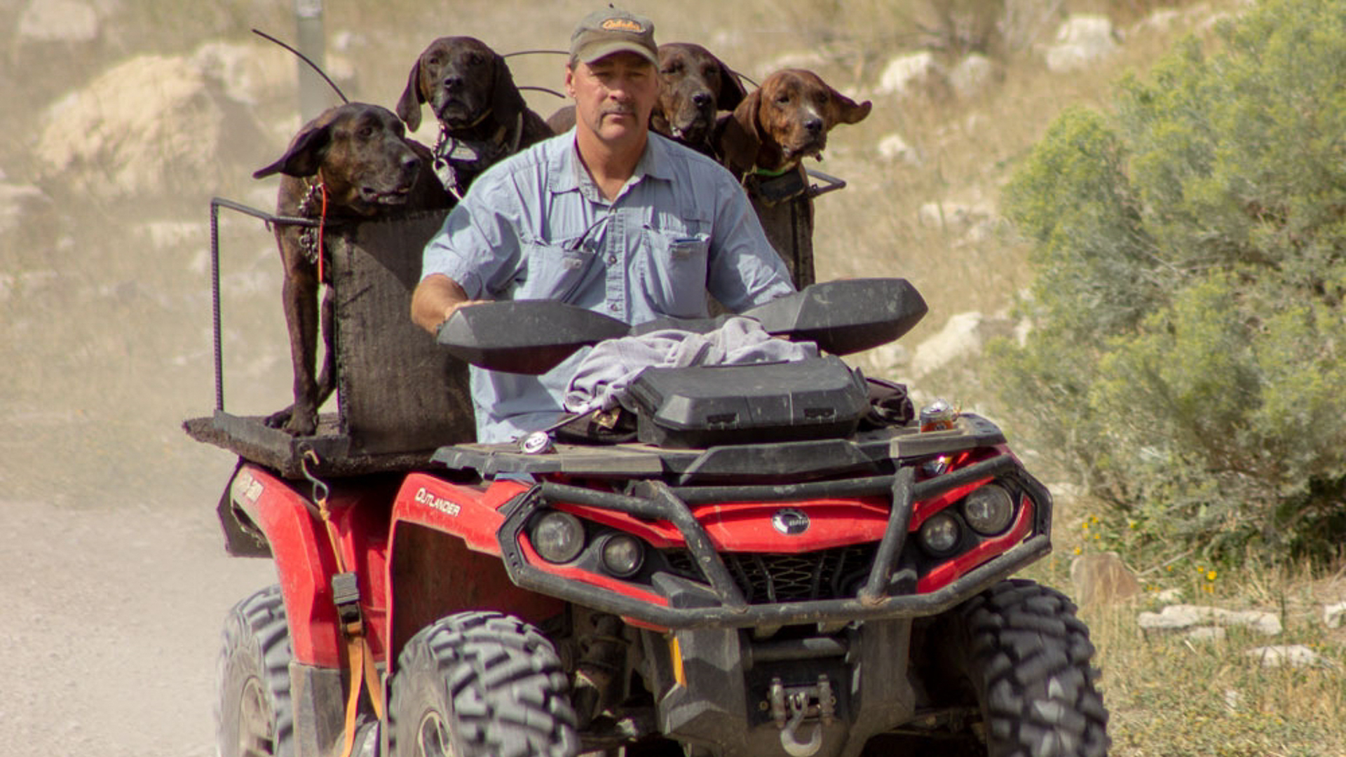 The Best Bear Hunting Dogs | Outdoor Life