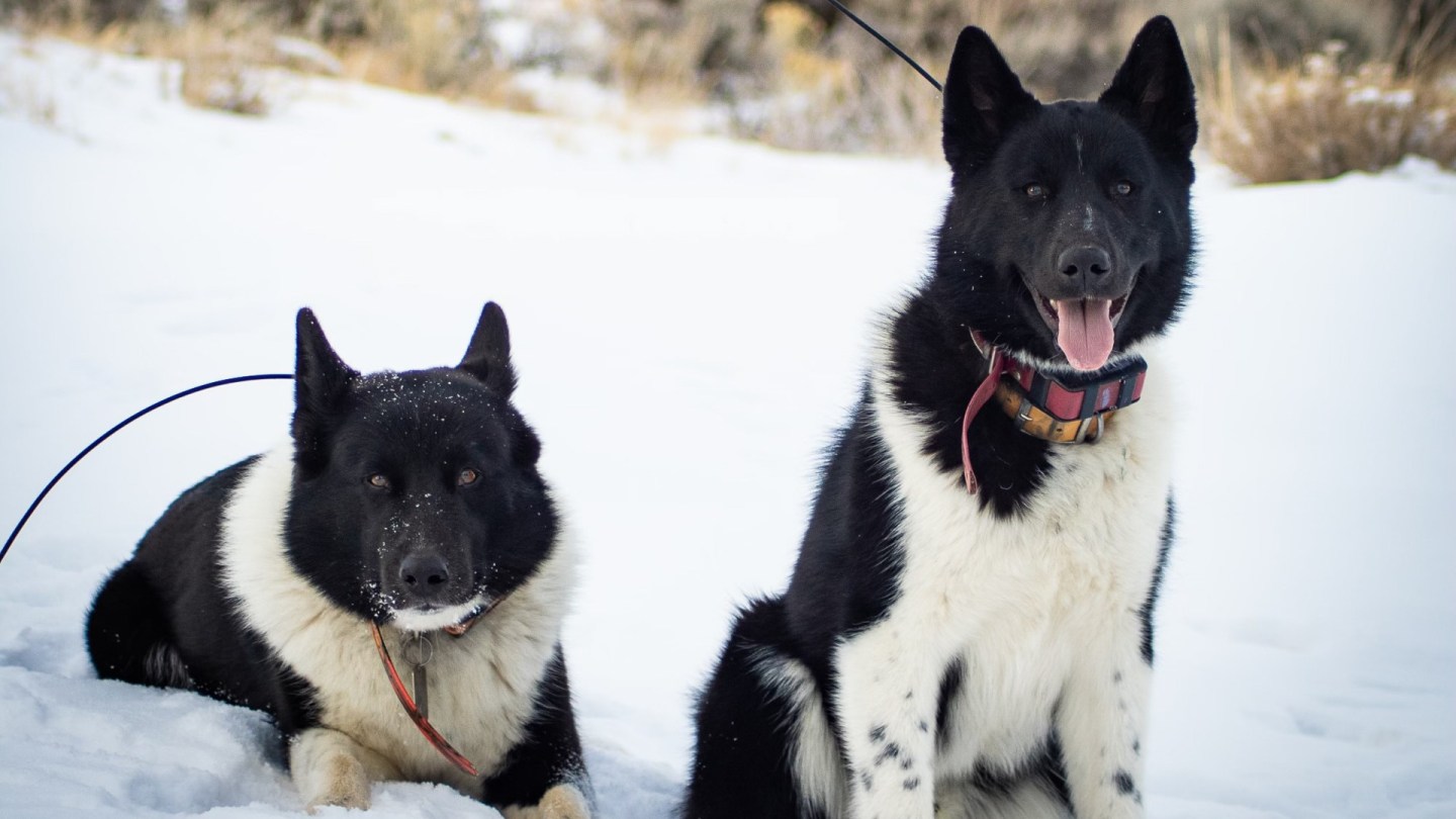 The Best Bear Hunting Dogs | Outdoor Life