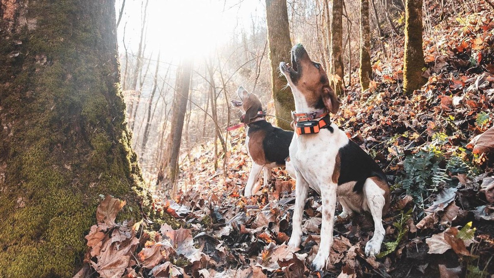 The Best Bear Hunting Dogs | Outdoor Life