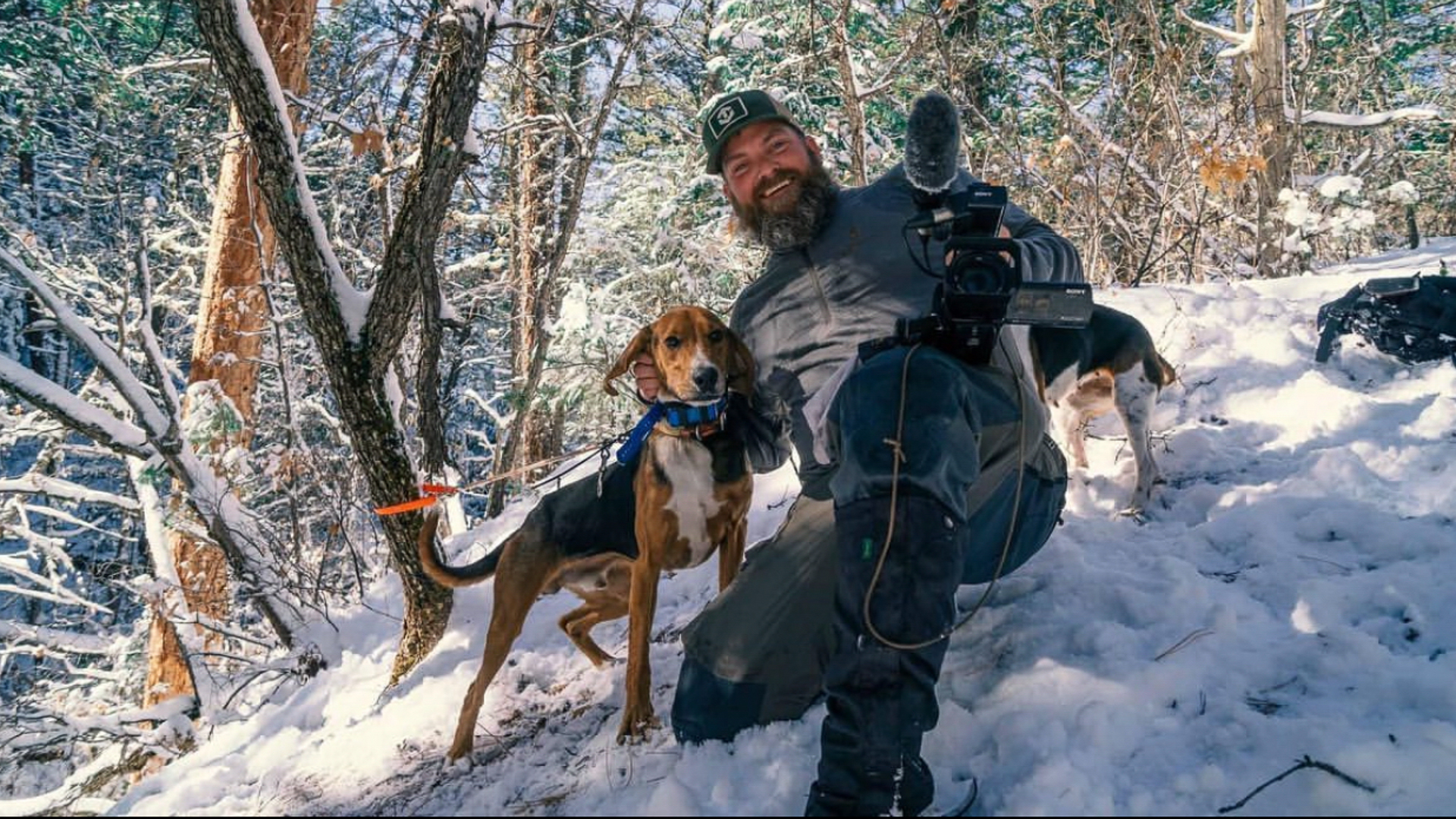 The Best Bear Hunting Dogs | Outdoor Life