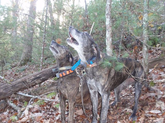 The Best Bear Hunting Dogs | Outdoor Life