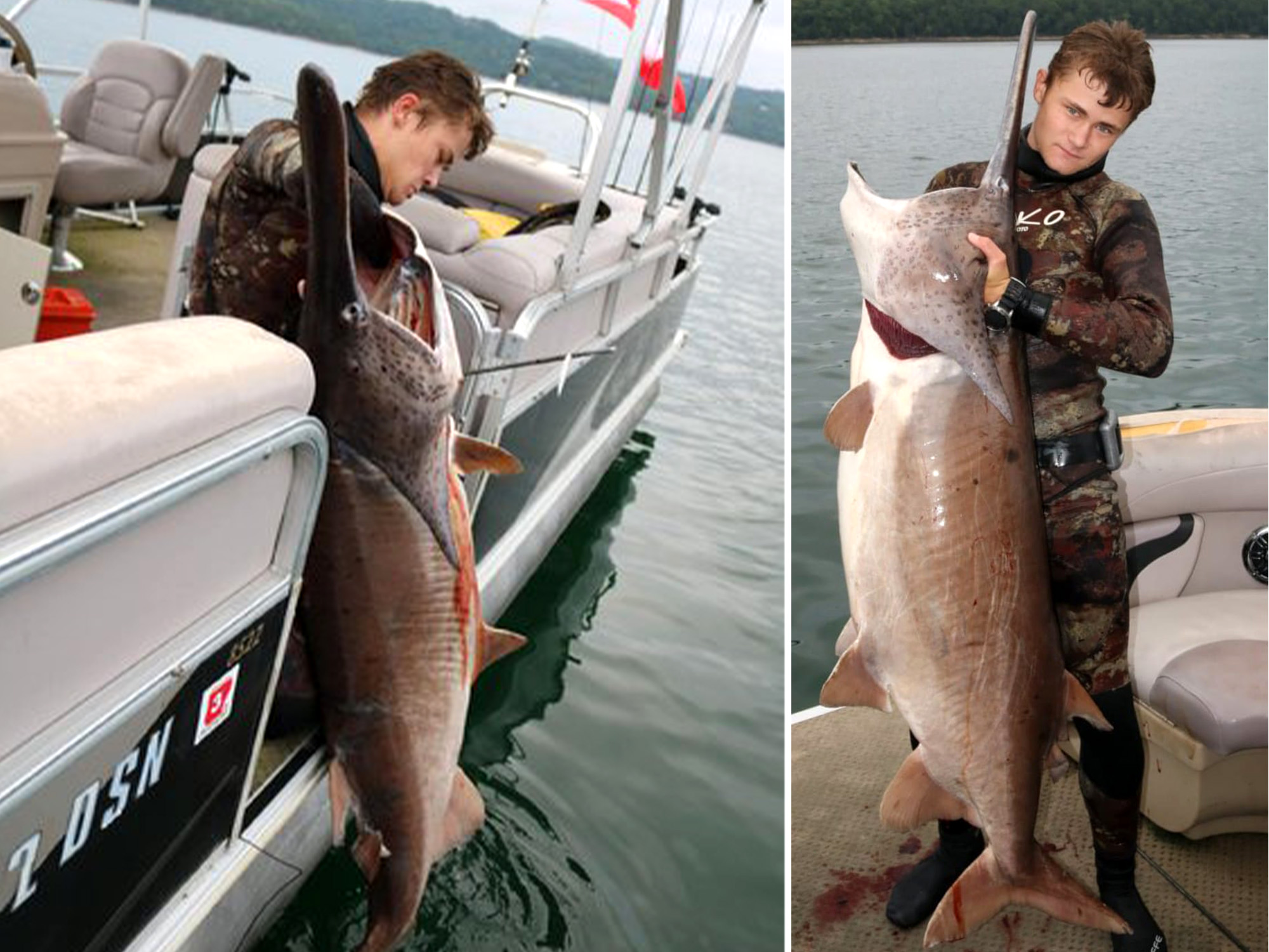 Giant Spoonbill Fish Chinese Paddlefish, Freshwater Giants Up To 23