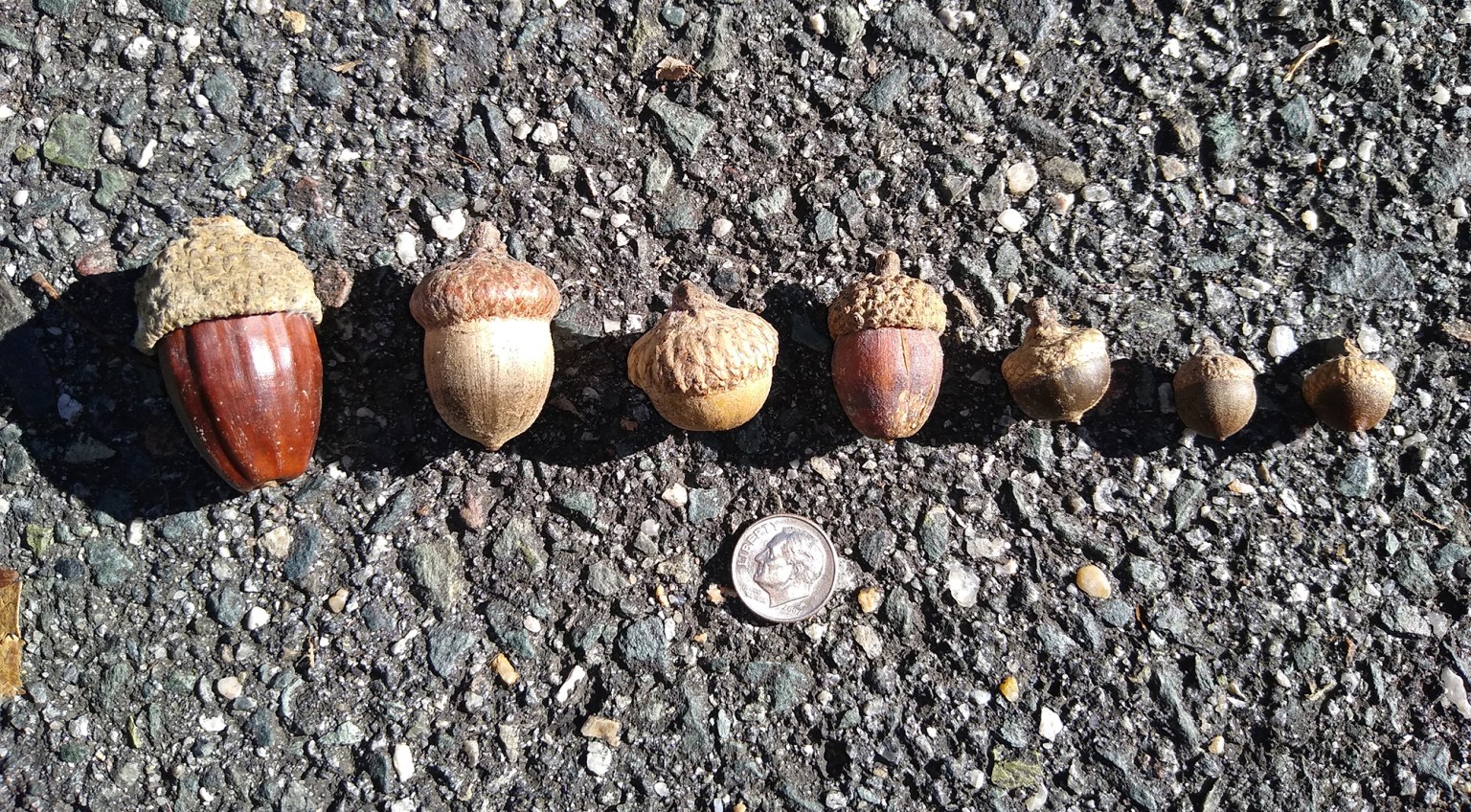 How to Hunt Whitetails on the Acorn Crop This Fall | Outdoor Life