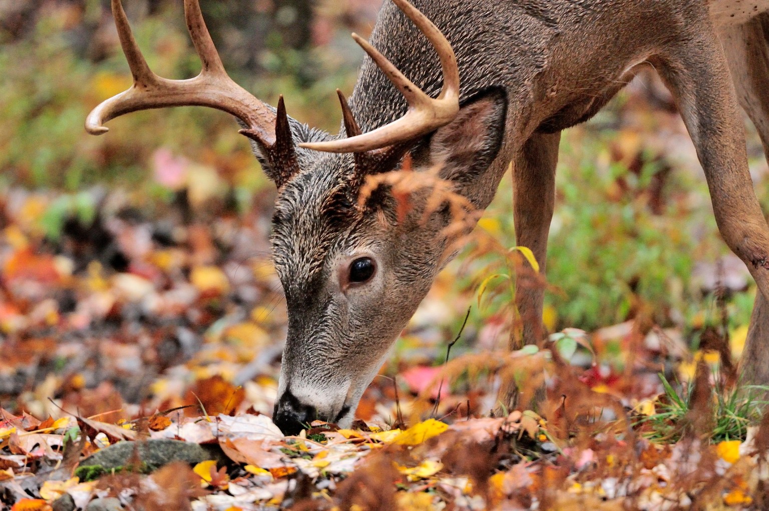 How to Hunt Whitetails on the Acorn Crop This Fall | Outdoor Life