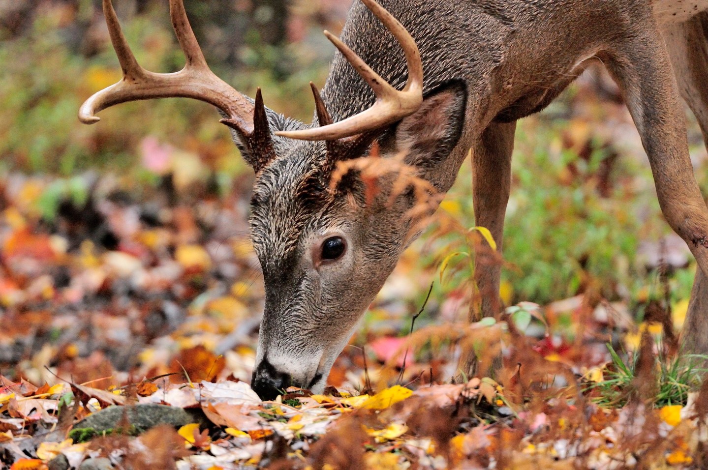 How to Hunt Whitetails on the Acorn Crop This Fall | Outdoor Life