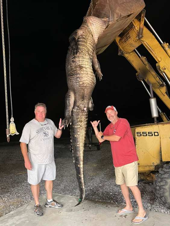 Two Giant Alligators Taken from South Carolina Lakes in One Day ...