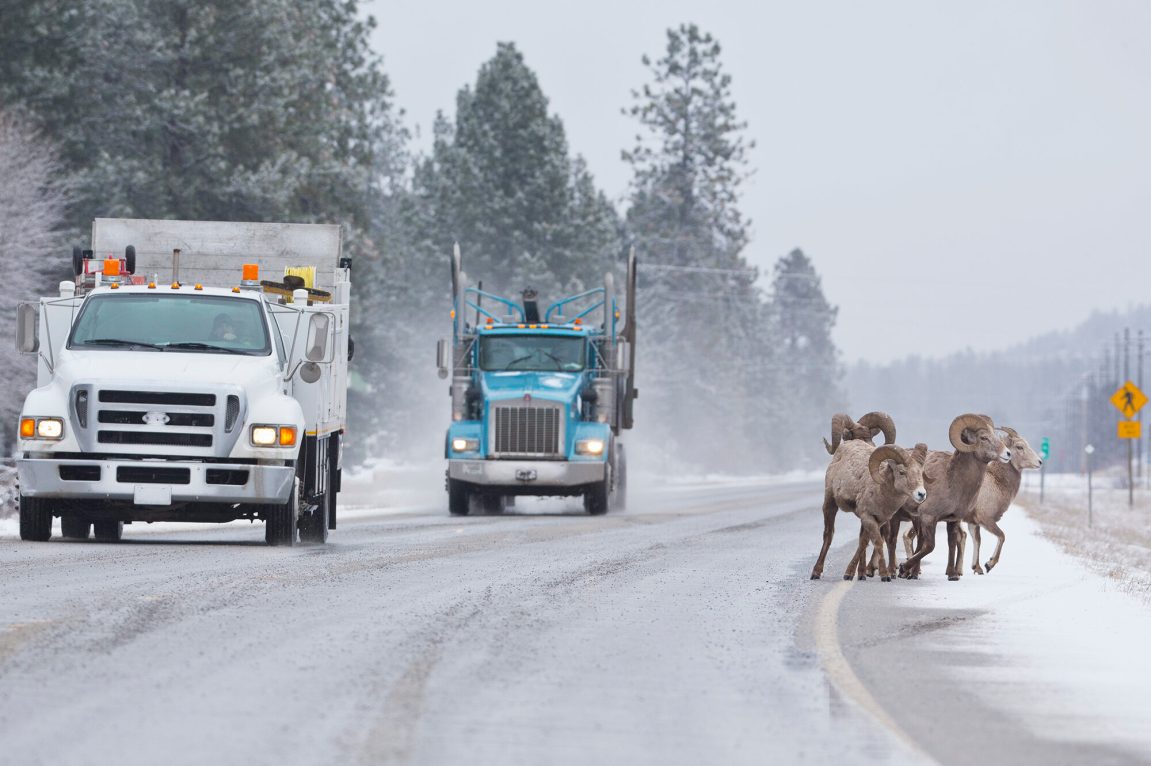 The Unexpected Bright Side of Roadkill (and What It Means for Big Game ...
