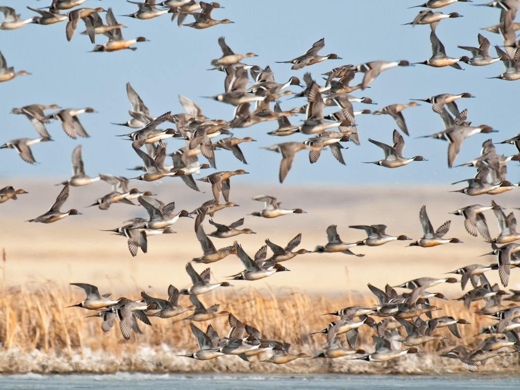 Duck Hunting | Outdoor Life