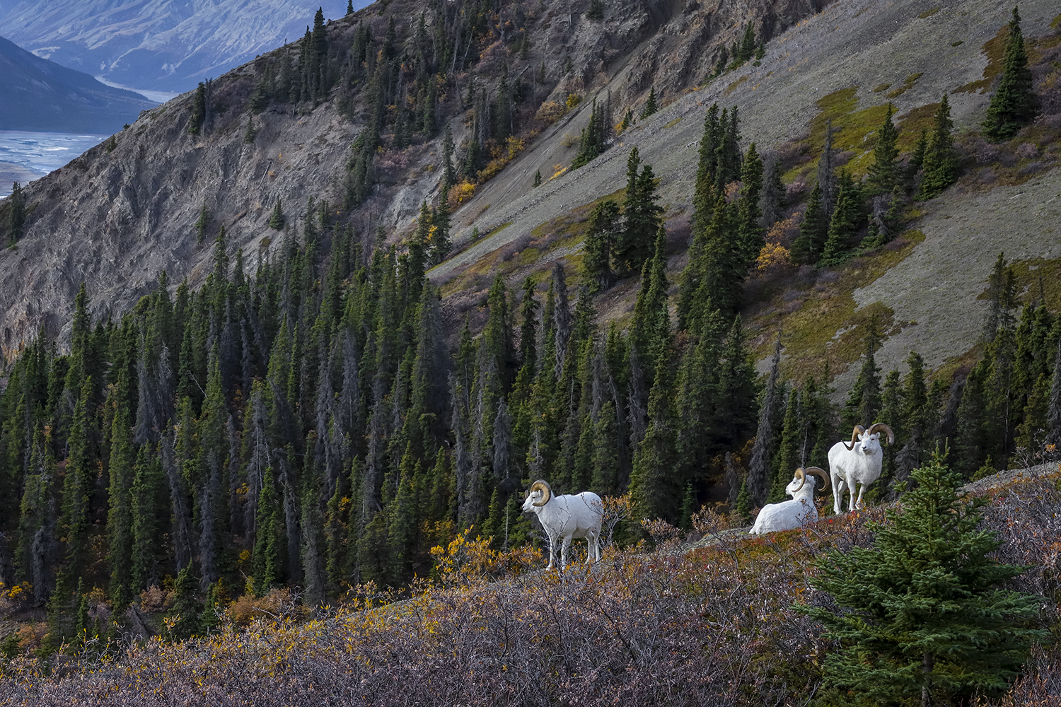 Can Sheep Hunting in the Yukon Survive Another Century? | Outdoor Life