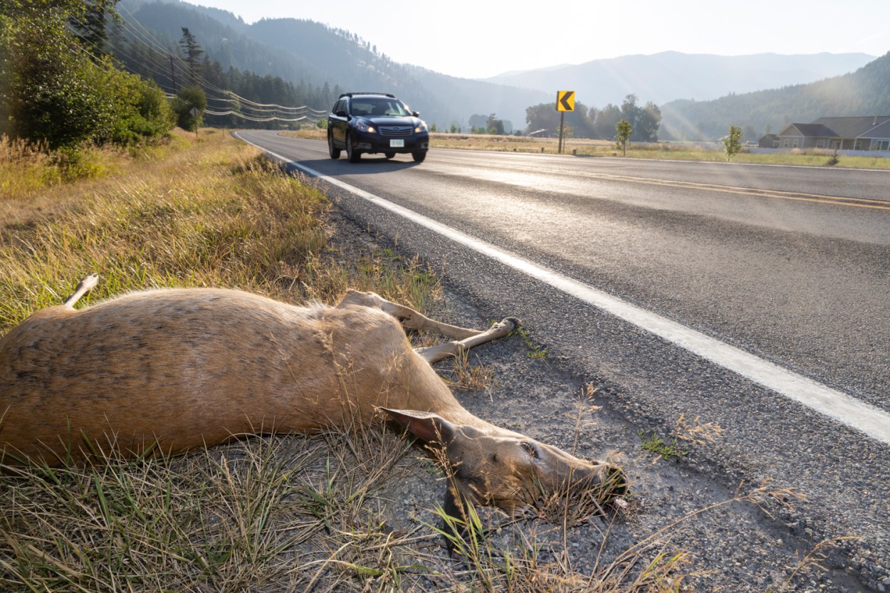 The Unexpected Bright Side of Roadkill (and What It Means for Big Game ...