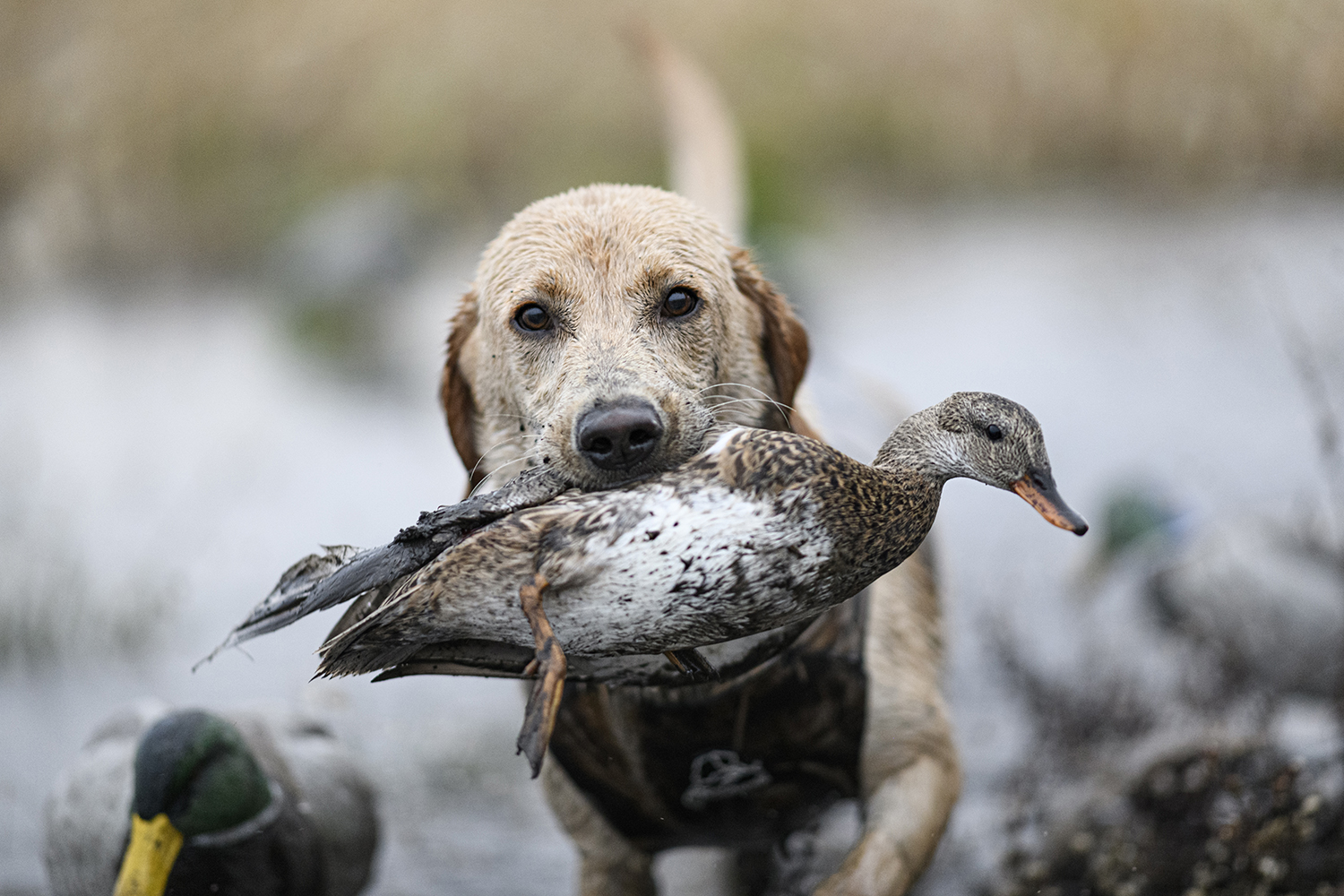 Why British Labs Might Take Over American Bird Hunting | Outdoor Life