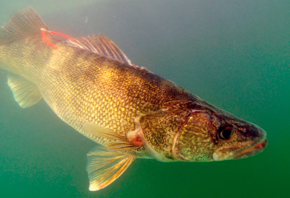 The Insane Cult of the Lake Erie Walleye | Outdoor Life