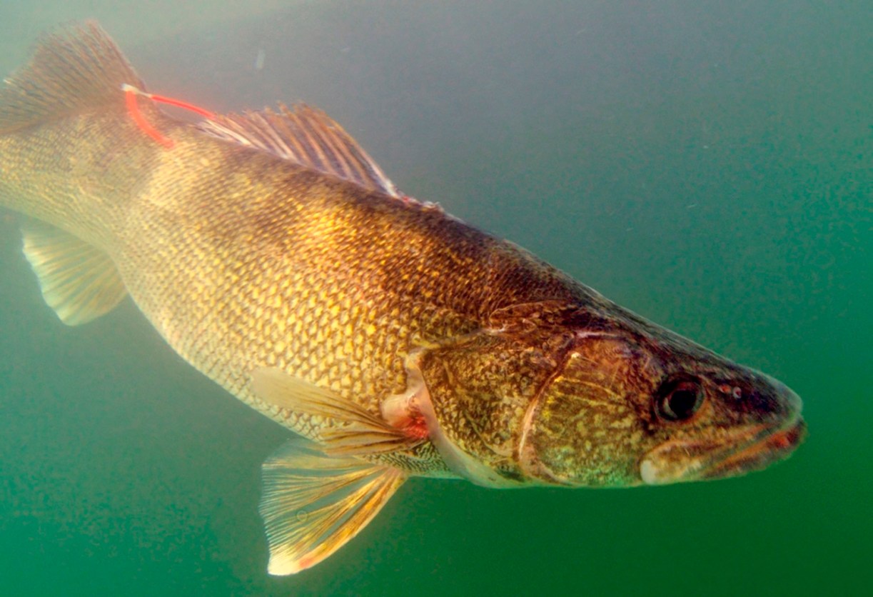 The Insane Cult of the Lake Erie Walleye | Outdoor Life
