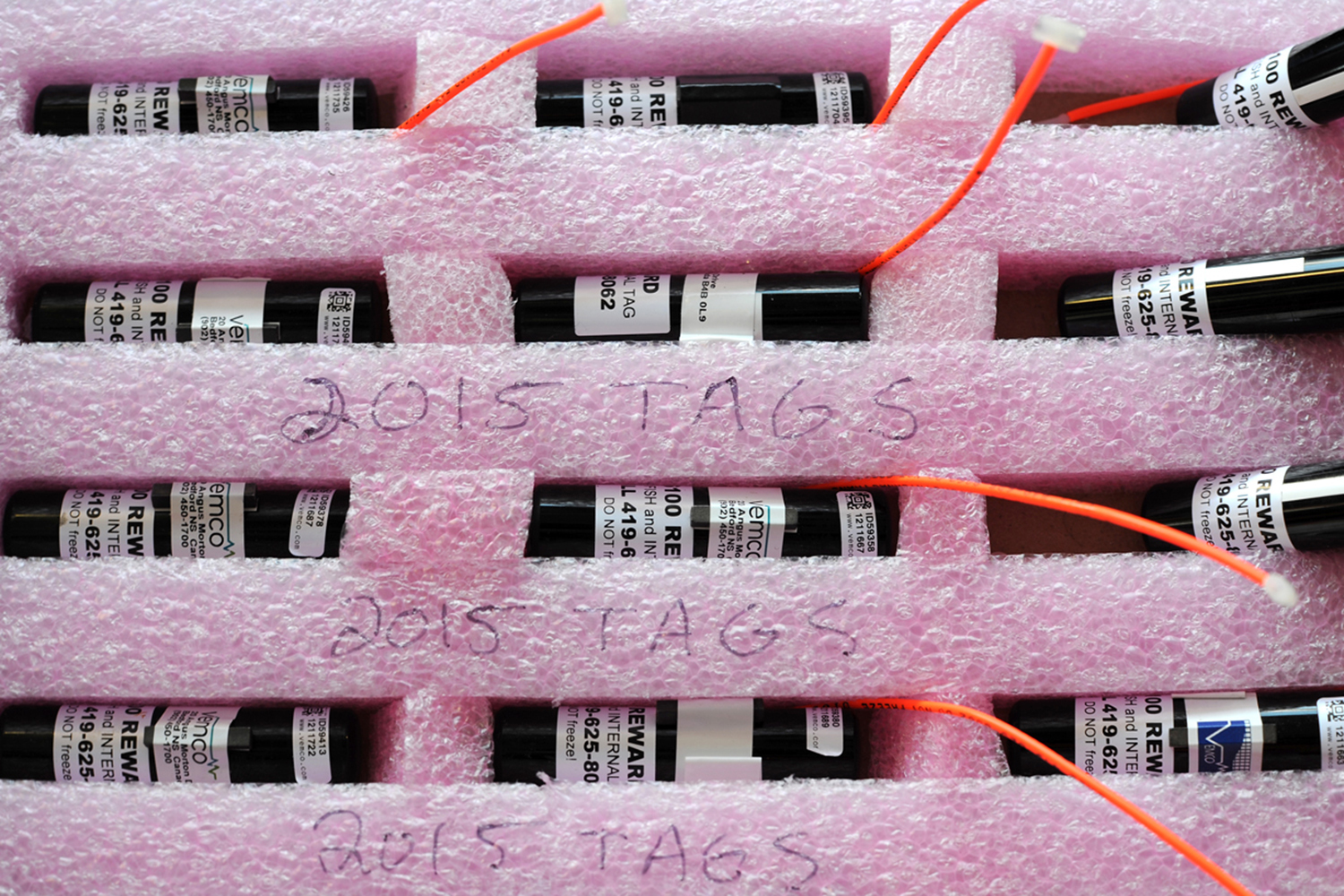 The Insane Cult of the Lake Erie Walleye | Outdoor Life