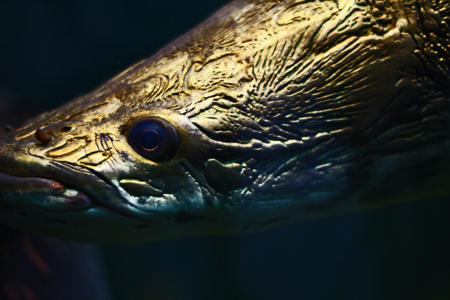 Florida Has Become the Budget-Friendly Amazon for Anglers | Outdoor Life