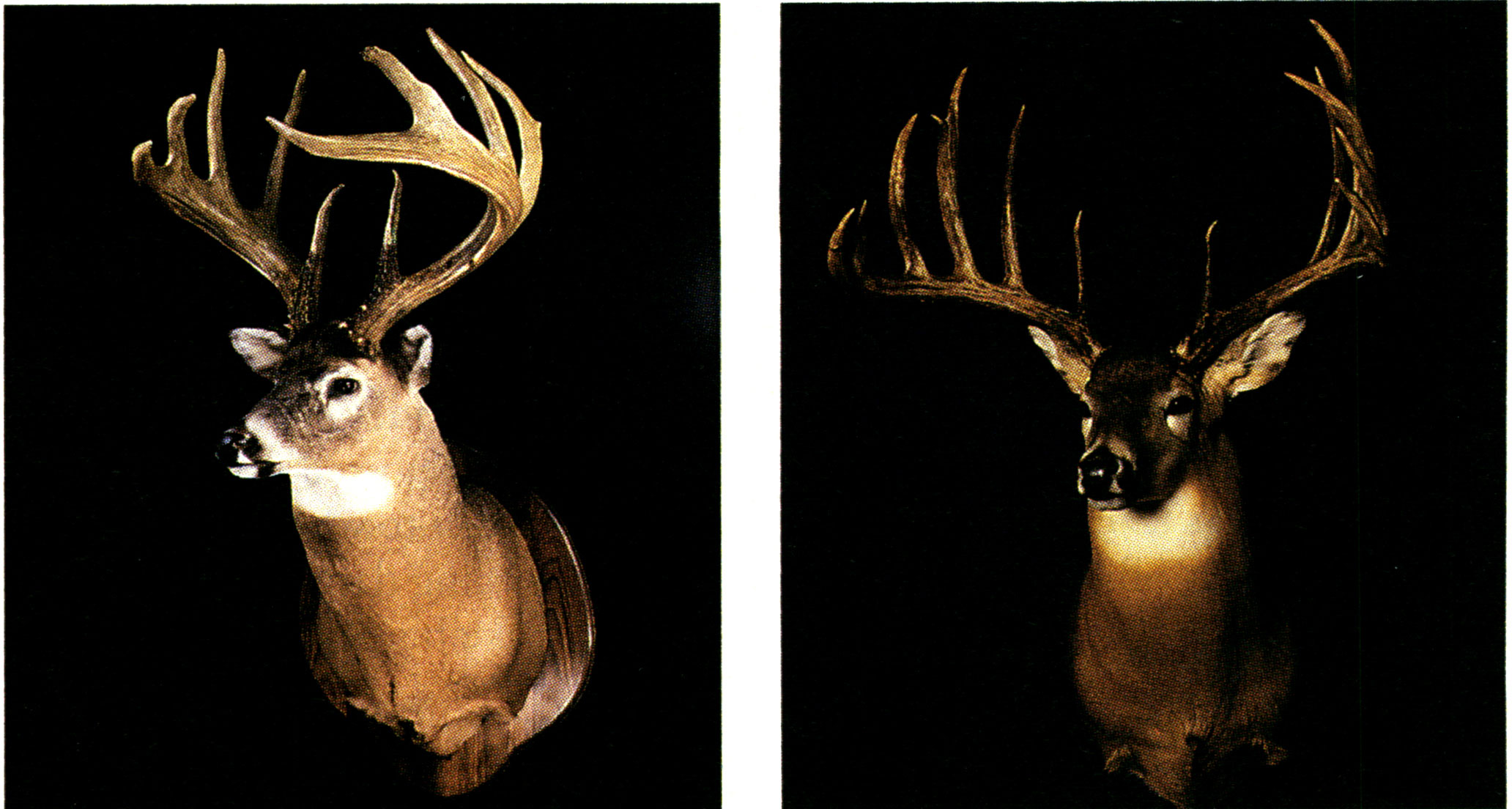 The Milo Hanson Buck: World Record Whitetail | Outdoor Life