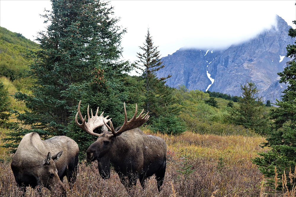 Famous Bull Moose Killed In Fight With Even Bigger Bull Outdoor Life