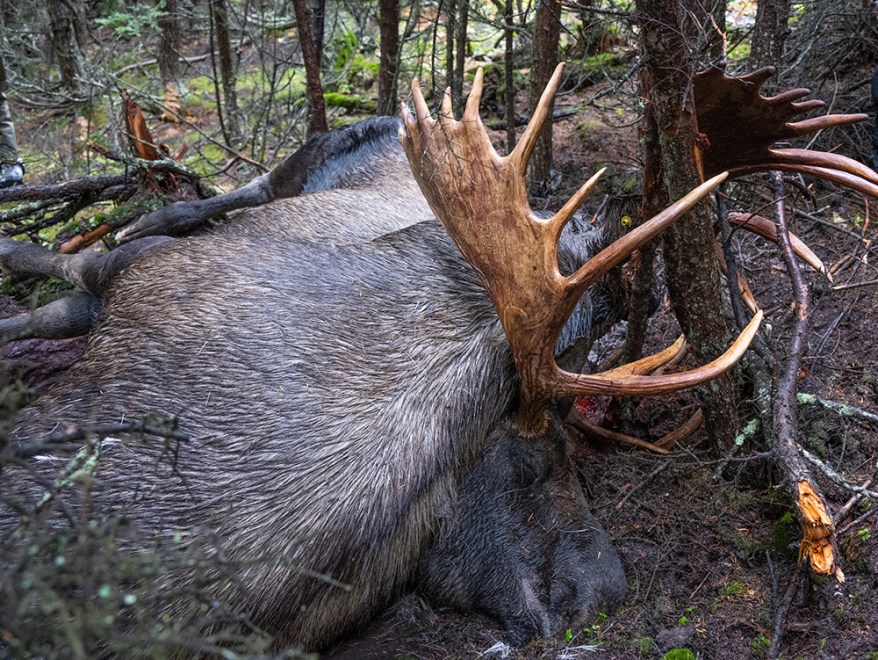 Famous Bull Moose Killed in Fight with Even Bigger Bull | Outdoor Life