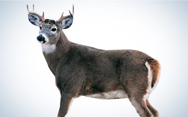 Best Deer Decoys | Outdoor Life