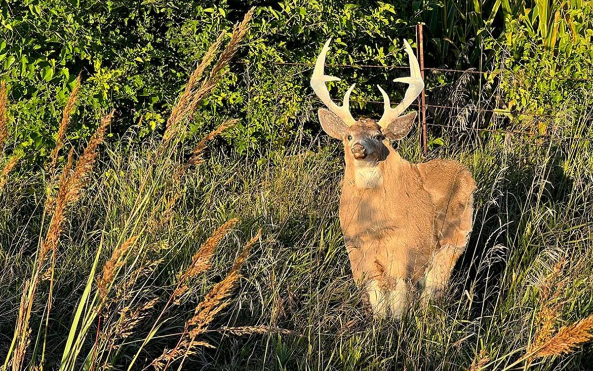 Best Deer Decoys | Outdoor Life