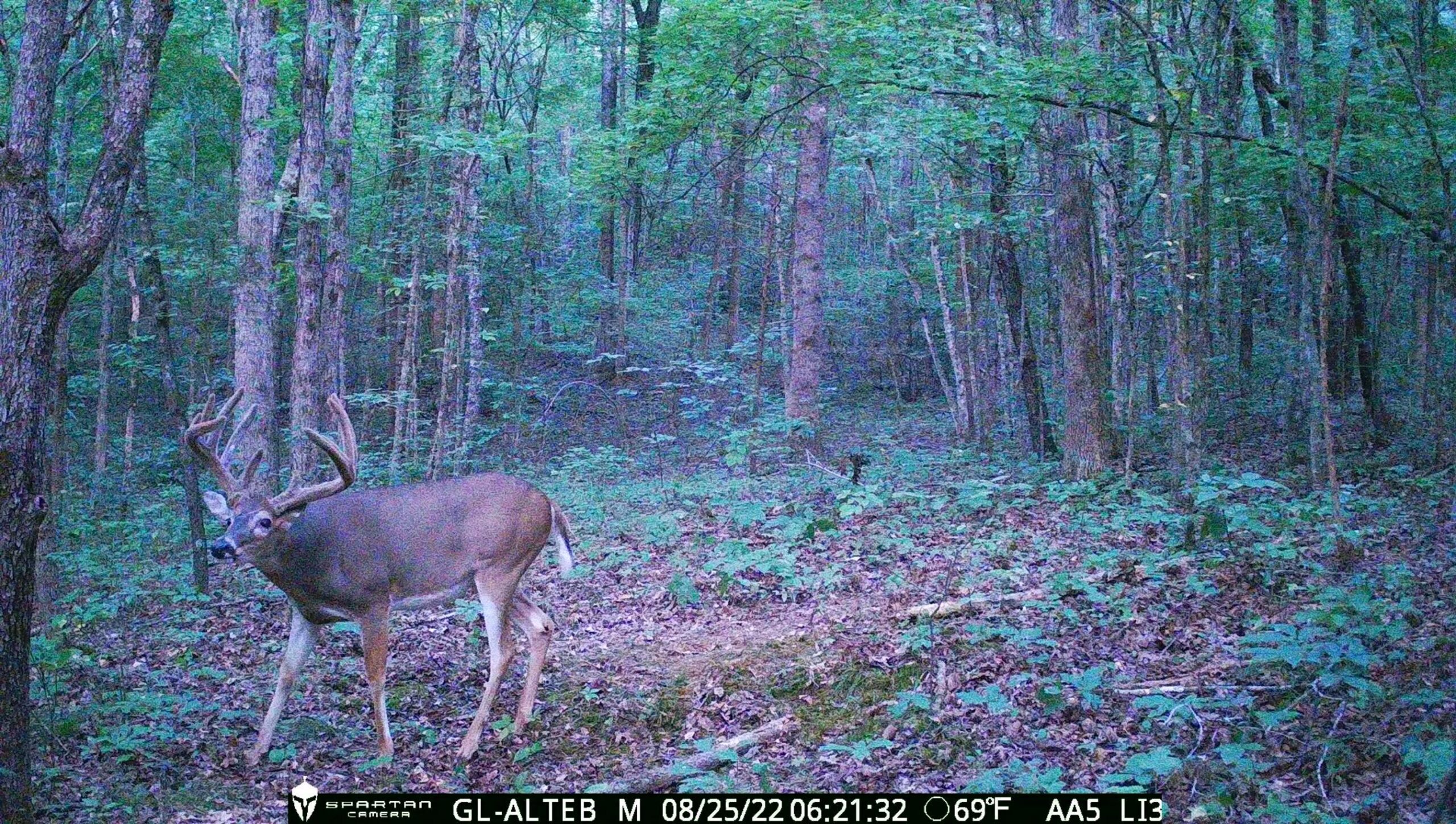 Monster Velvet Bucks from Kentucky and Tennessee | Outdoor Life