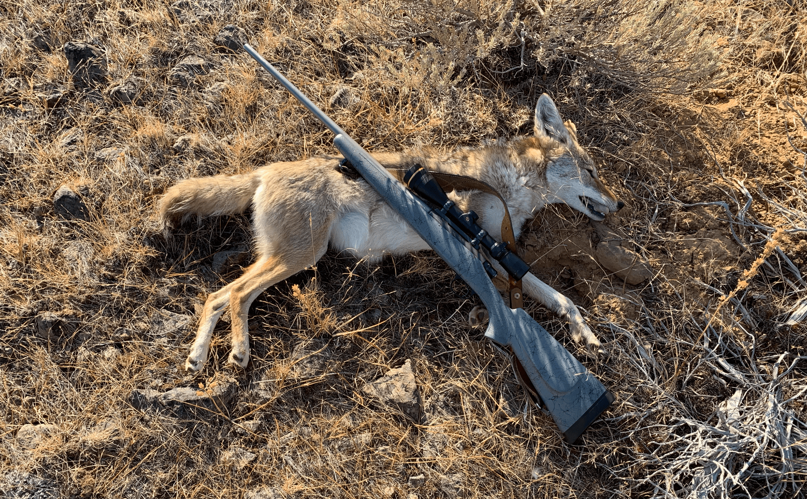 .222 Remington Magnum: A Classic Varmint Cartridge | Outdoor Life