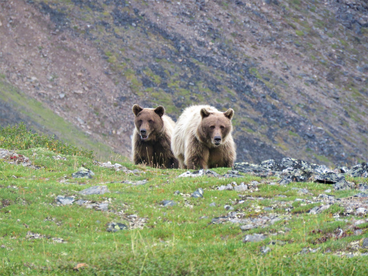 Are Grizzlies and Polar Bears Hybridizing in Alaska? | Outdoor Life