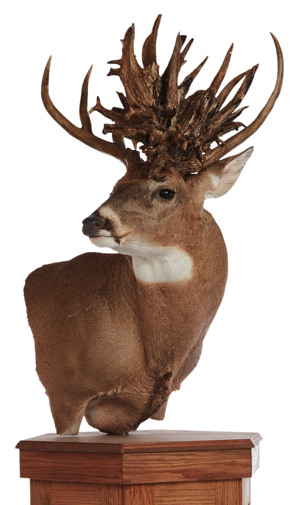 The Biggest Nontypical Whitetails of All Time | Outdoor Life