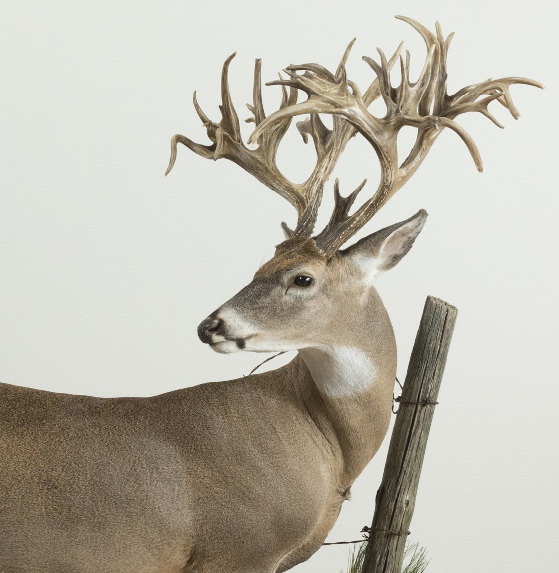 The Biggest Nontypical Whitetails of All Time | Outdoor Life