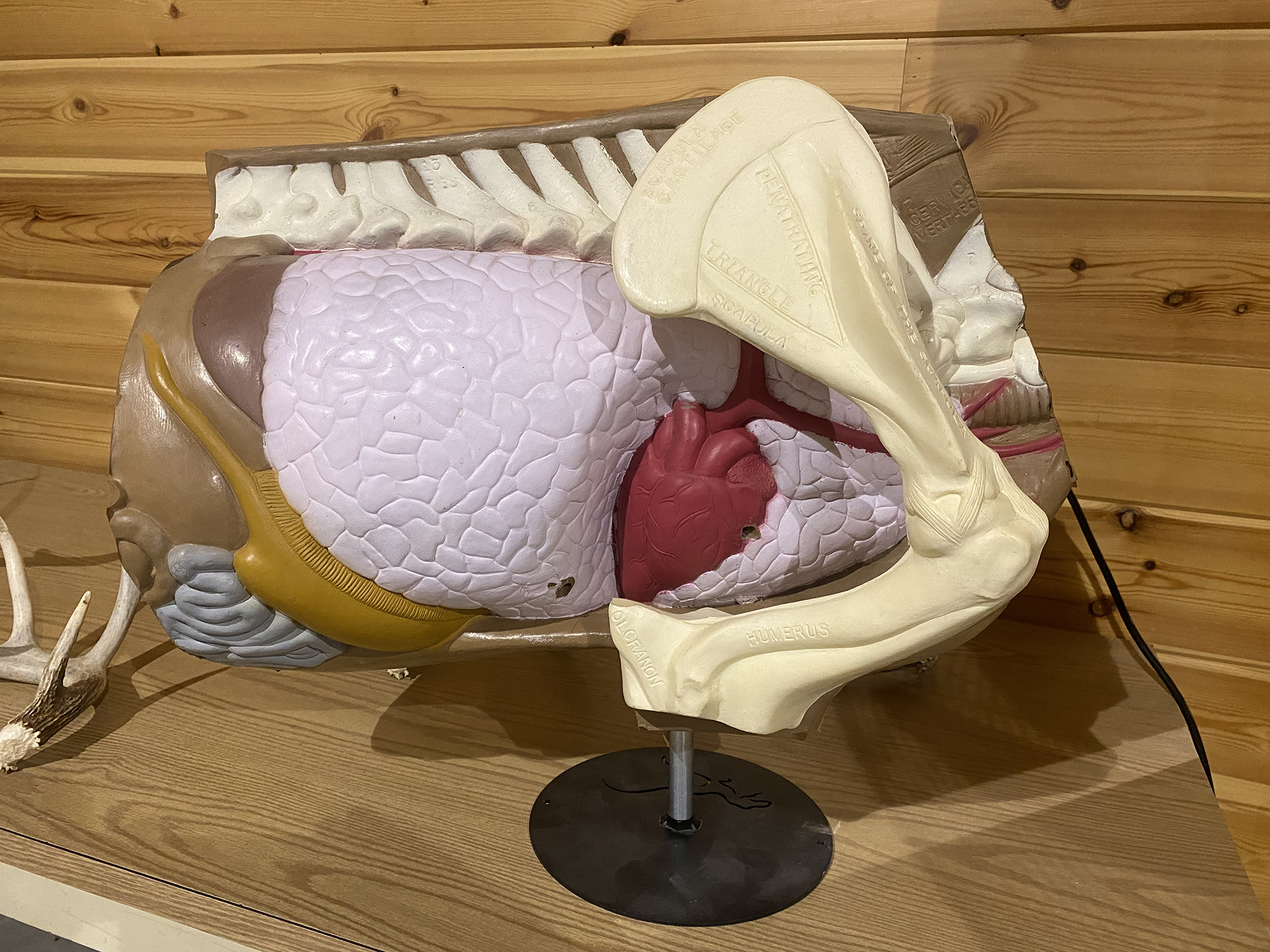 Don’t Aim for a Deer’s Head | Outdoor Life