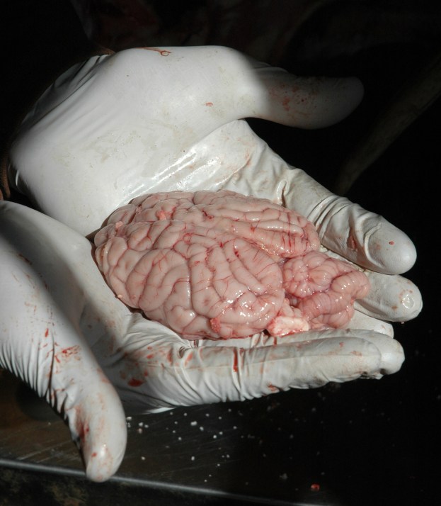 Don’t Aim for a Deer’s Head | Outdoor Life