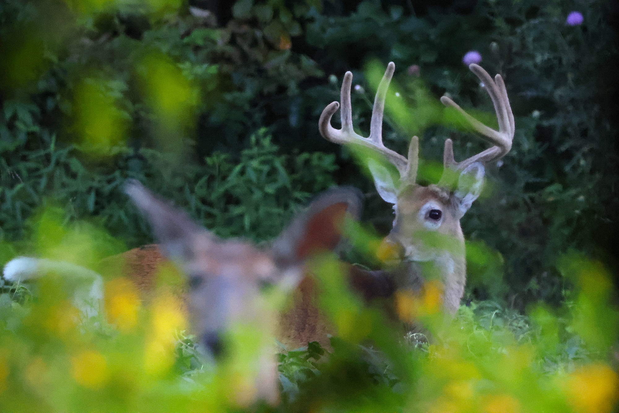 50 Places Where Big Bucks Live | Outdoor Life