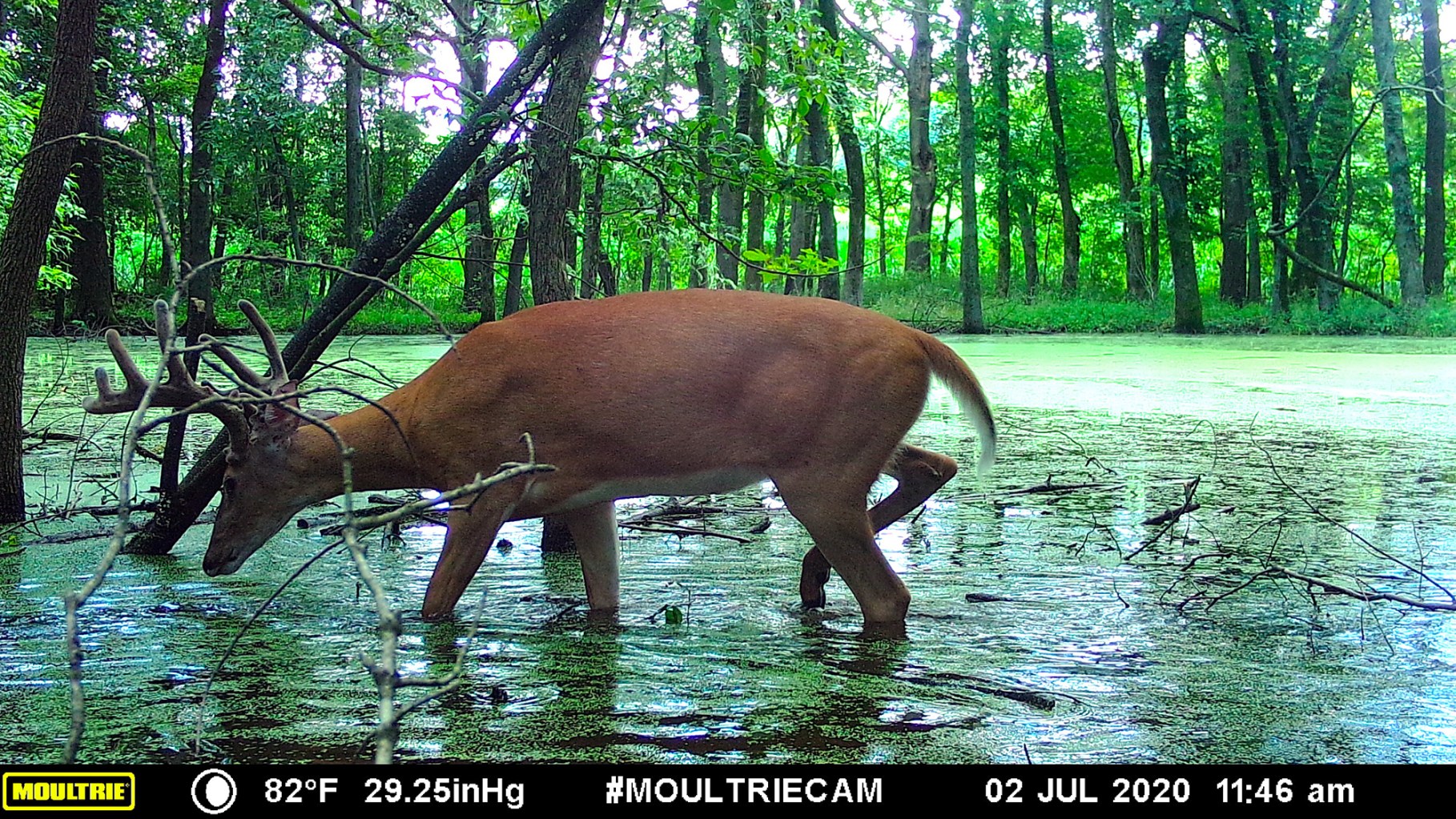 50 Places Where Big Bucks Live | Outdoor Life