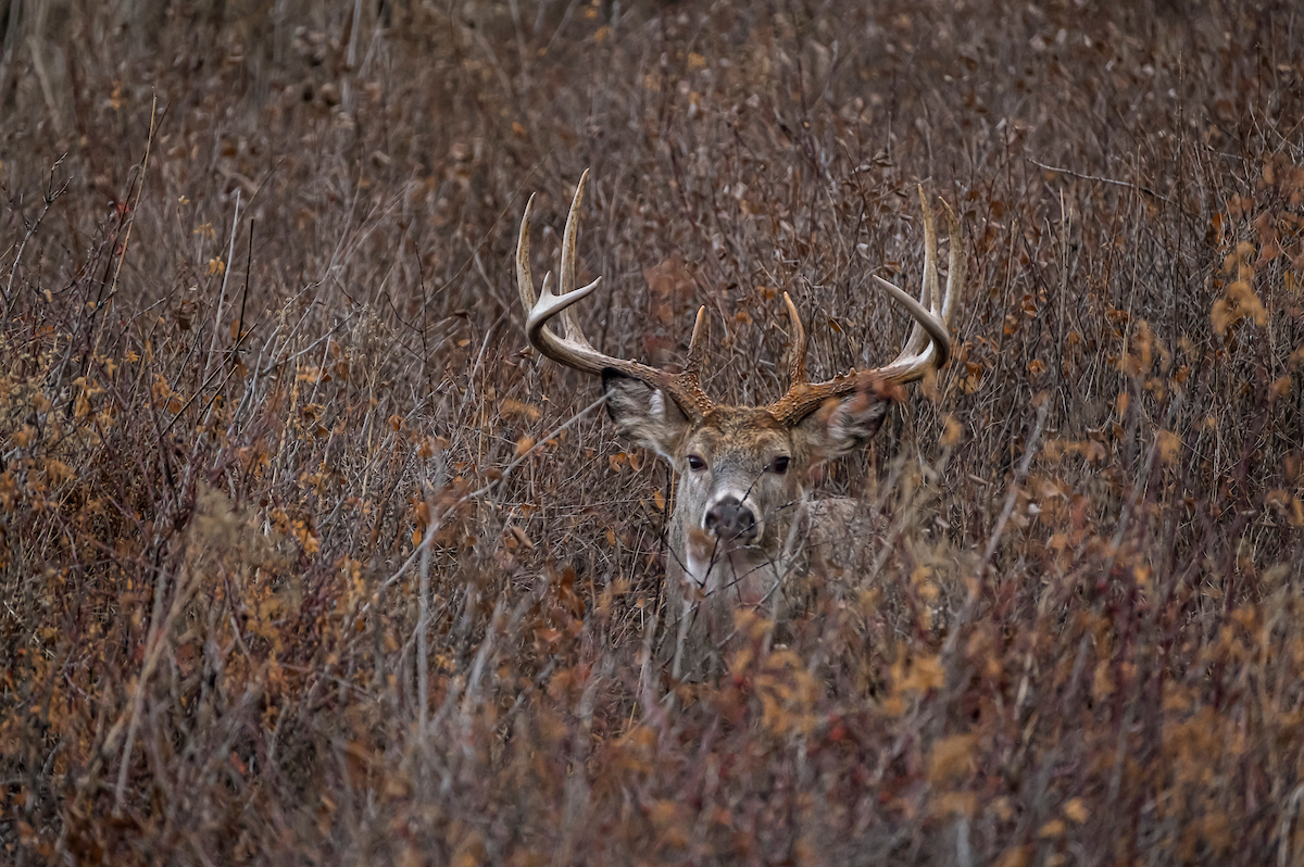 50 Places Where Big Bucks Live | Outdoor Life