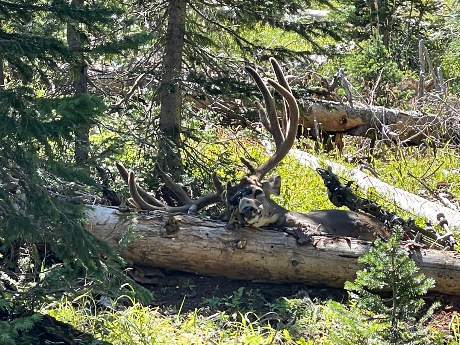 Randy Ulmer Tags Another Muley Buck in the High Country | Outdoor Life