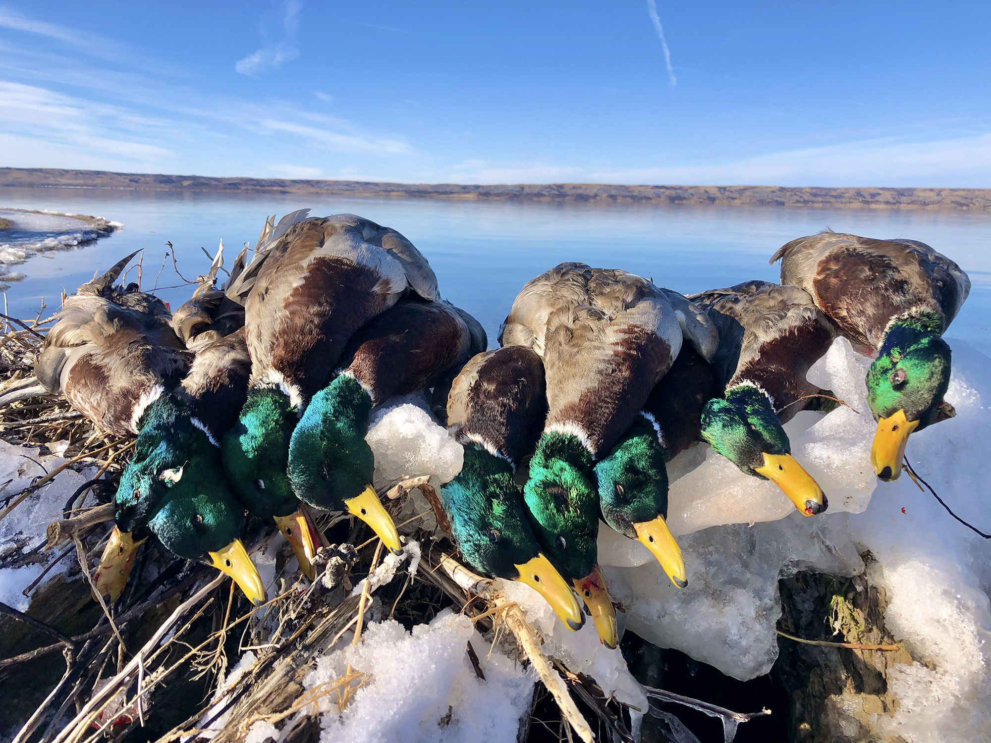 The 10 Best Tasting Wild Game Animals | Outdoor Life