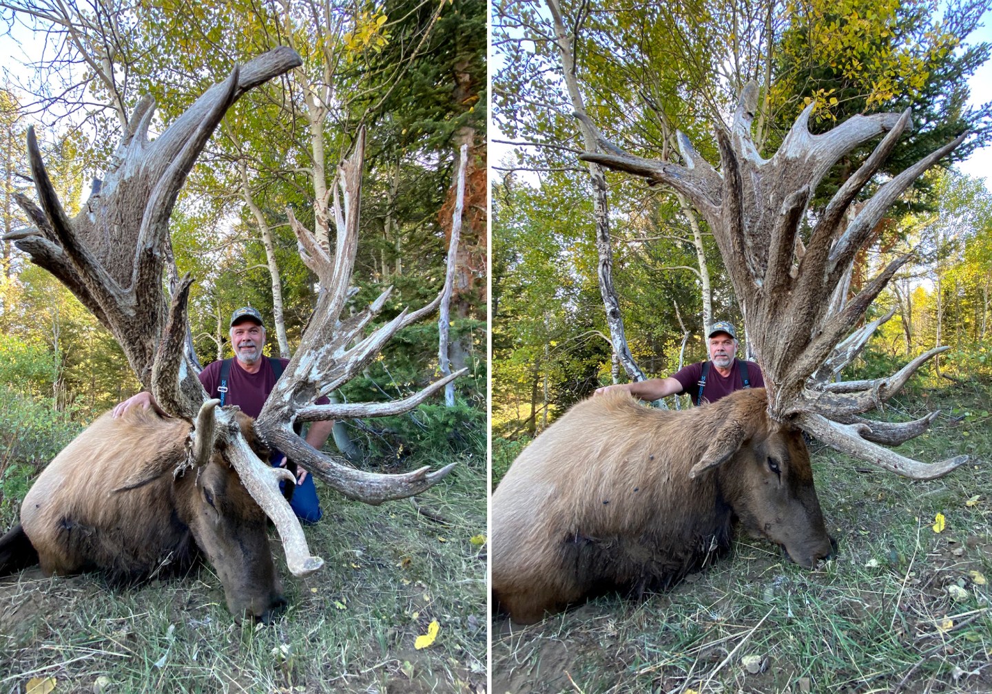 High-Fence Bull Elk Could Break an SCI World Record | Outdoor Life