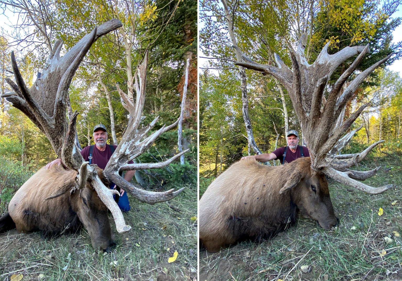 High-Fence Bull Elk Could Break an SCI World Record | Outdoor Life