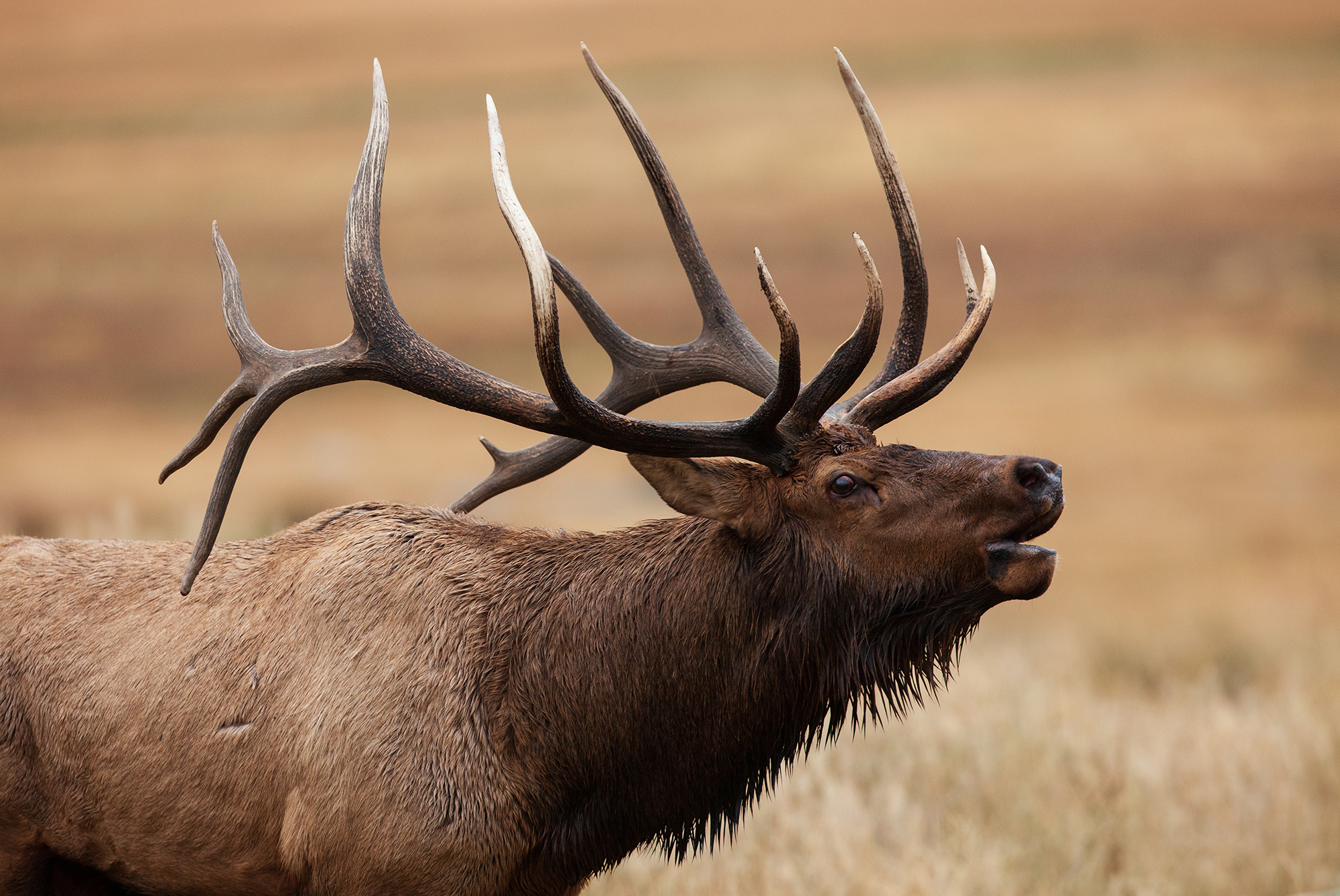 Elk Hunting | Outdoor Life