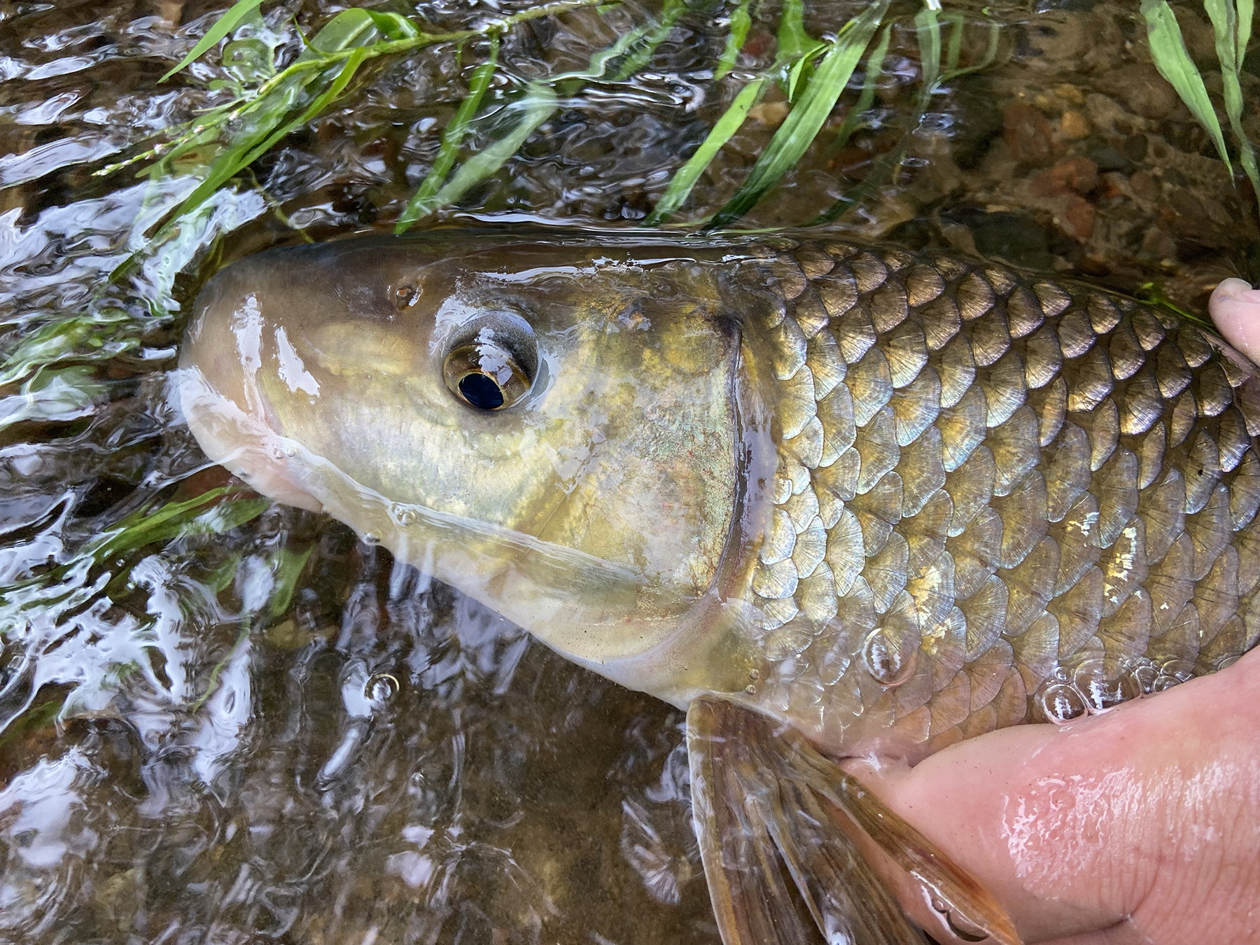 The 10 Most Underrated Freshwater Fish | Outdoor Life