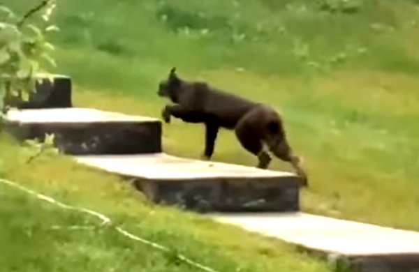 Piebald Black Bear Caught on Camera in Washington State | Outdoor Life